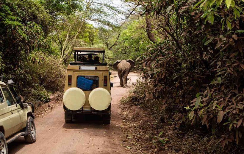 Lake Manyara Day Trip | Oserok Trips
