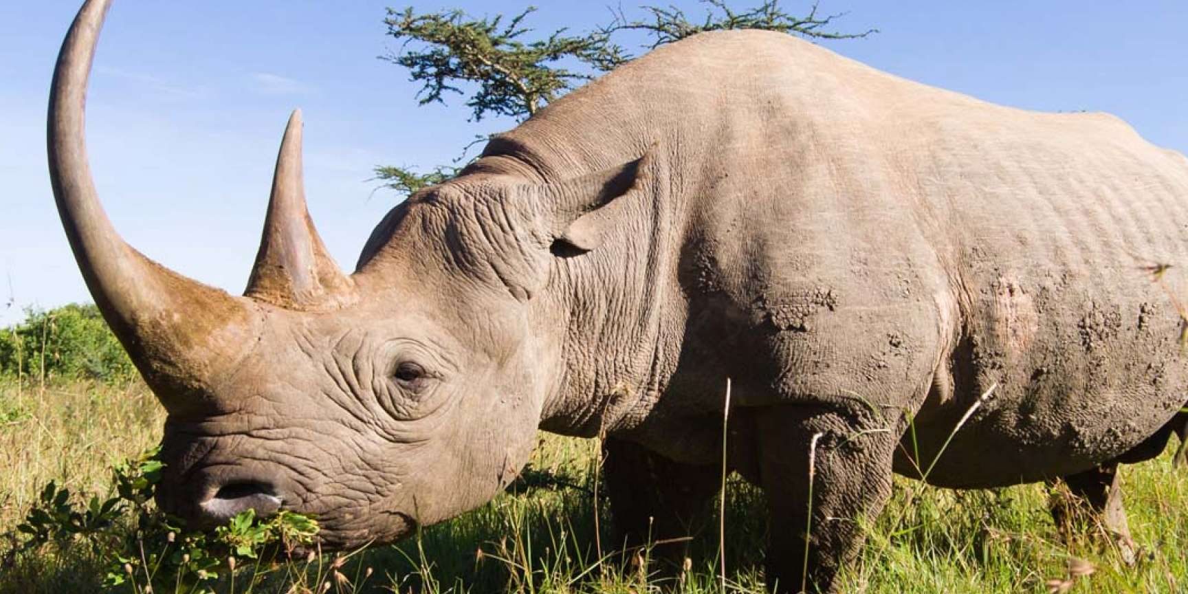 Mkomazi National Park Day Tour | Oserok Trips